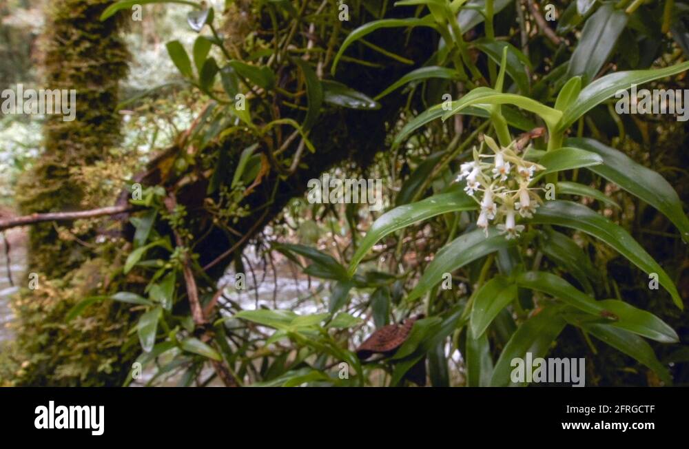 White epidendrum Stock Videos & Footage - HD and 4K Video Clips - Alamy