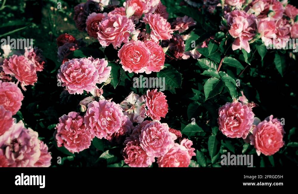 Retro roses Stock Videos & Footage - HD and 4K Video Clips - Alamy