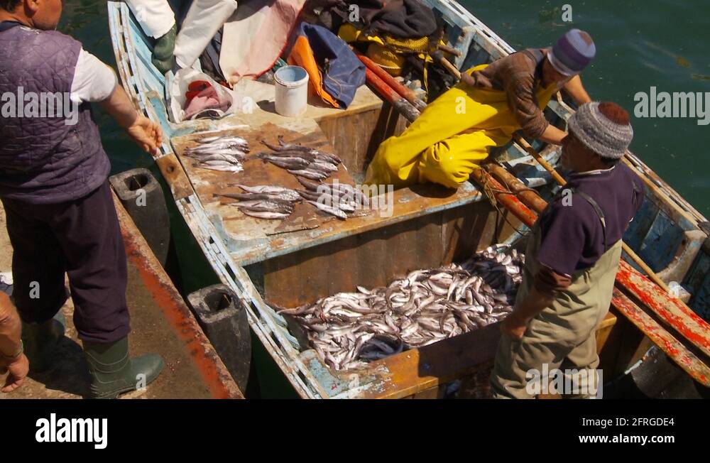 Sell fish Stock Videos & Footage - HD and 4K Video Clips - Alamy