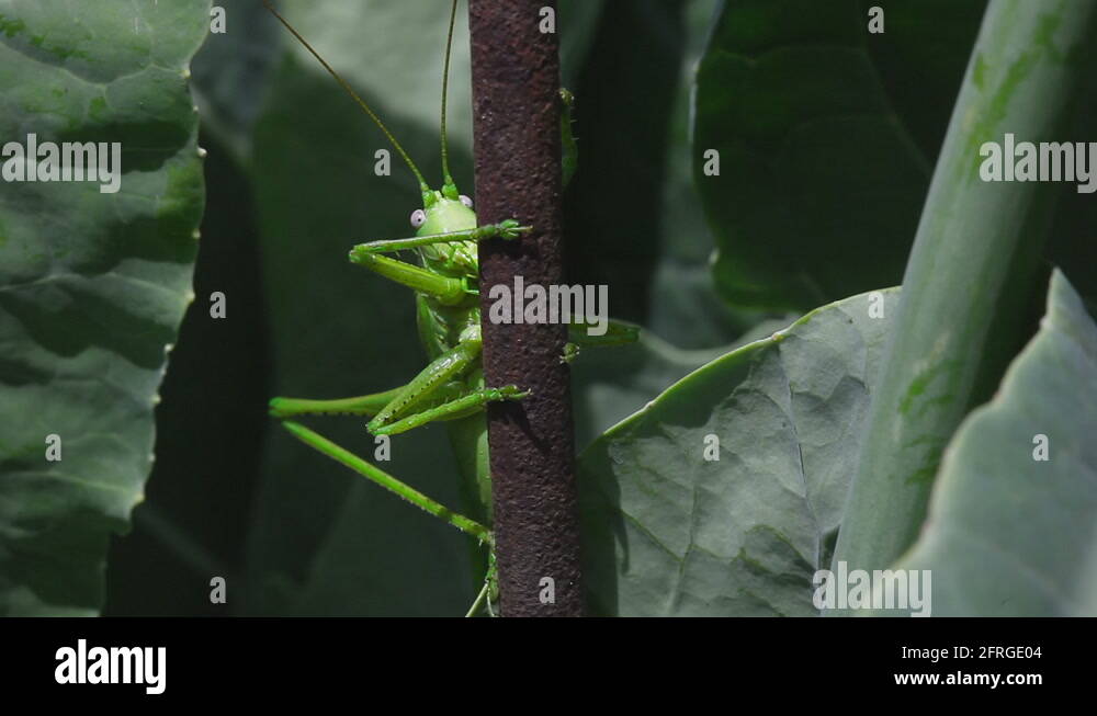 Locust antenna Stock Videos & Footage - HD and 4K Video Clips - Alamy