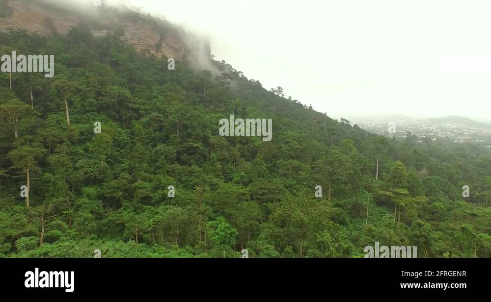 Africa forest worker Stock Videos & Footage - HD and 4K Video Clips - Alamy