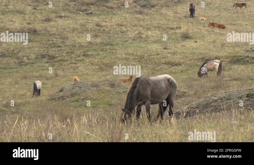 Garrano horse Stock Videos & Footage - HD and 4K Video Clips - Alamy