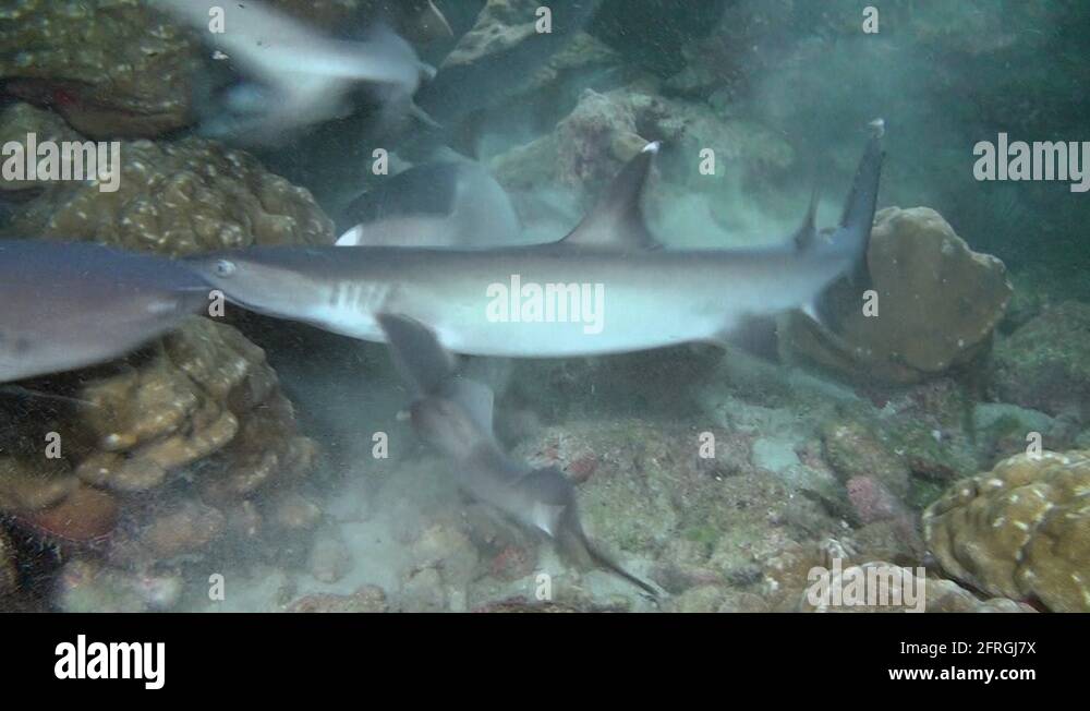 Niche ecosystem Stock Videos & Footage - HD and 4K Video Clips - Alamy