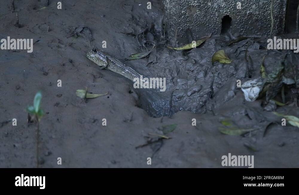 Amphibious fish mudskipper Stock Videos & Footage - HD and 4K Video ...