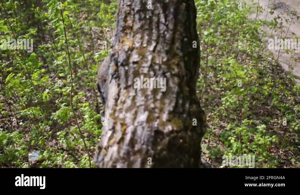 Tree form tree Stock Videos & Footage - HD and 4K Video Clips - Alamy