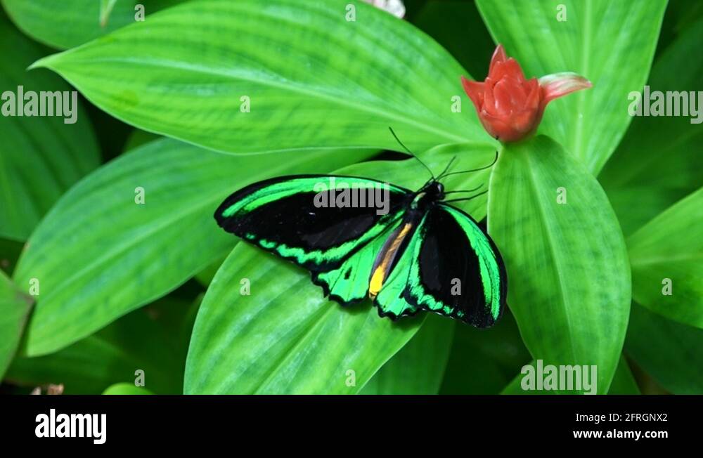 Australian birdwing Stock Videos & Footage - HD and 4K Video Clips - Alamy