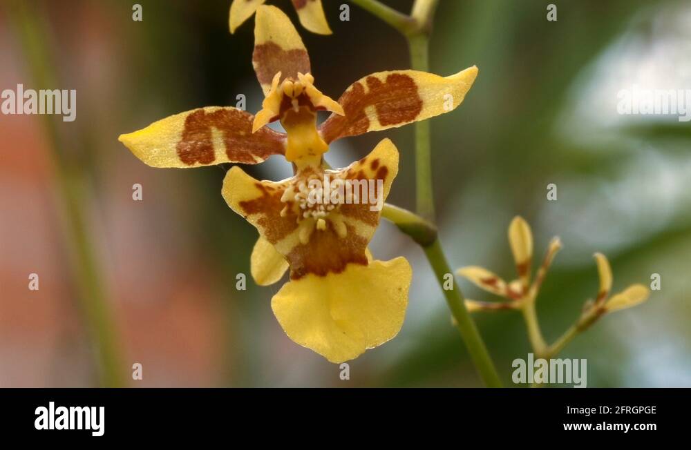 Orchid oncidium flower Stock Videos & Footage - HD and 4K Video Clips ...