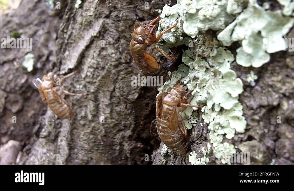 Cicadas shells Stock Videos & Footage - HD and 4K Video Clips - Alamy