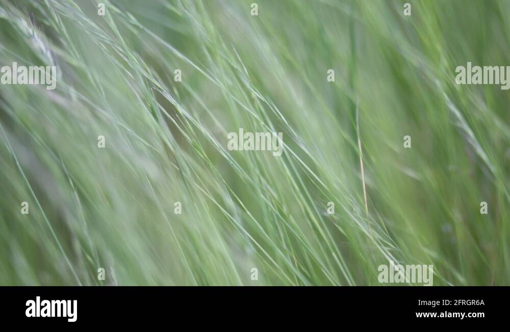 Abstract grass texture Stock Videos & Footage - HD and 4K Video Clips ...