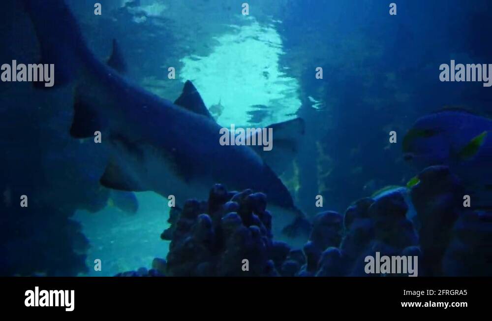 Images of sharks Stock Videos & Footage - HD and 4K Video Clips - Alamy