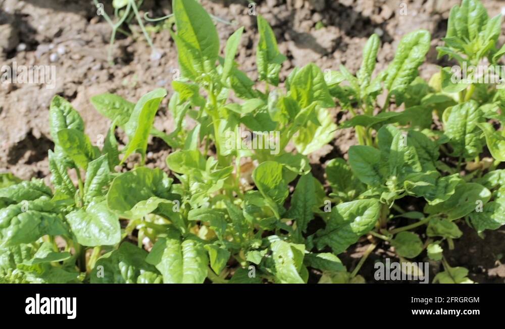 Pea patch garden sign Stock Videos & Footage - HD and 4K Video Clips ...