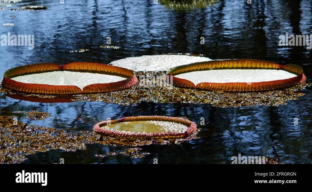 Brazil flora Stock Videos & Footage - HD and 4K Video Clips - Alamy