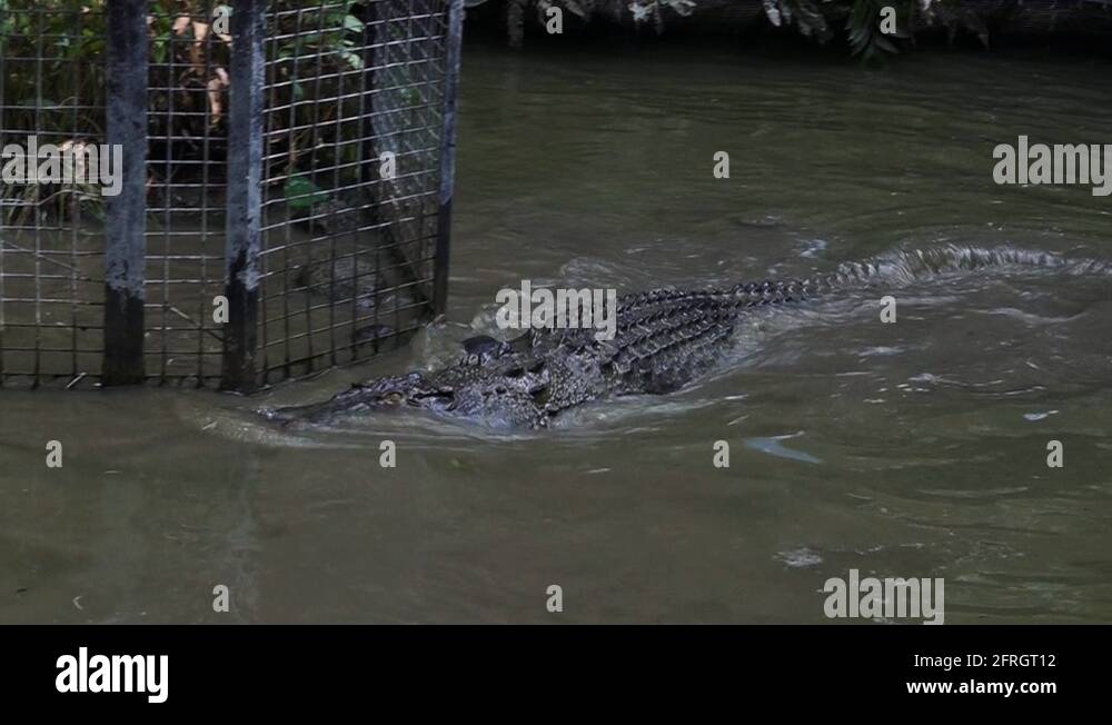 Crocodile attack Stock Videos & Footage - HD and 4K Video Clips - Alamy