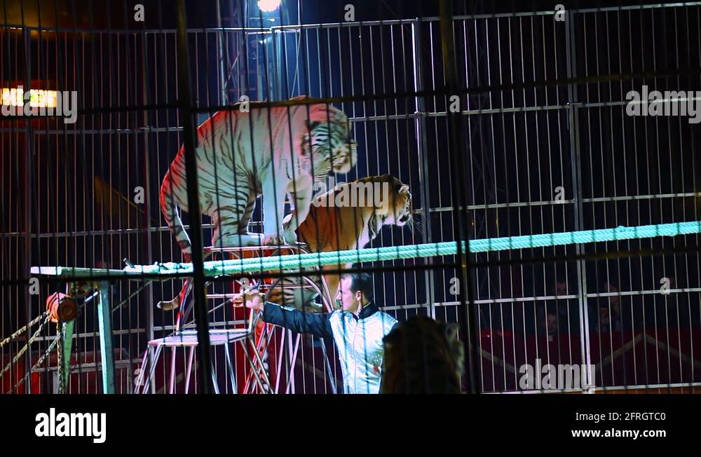 Tiger tamer and tigers in a cage at a circus performance Stock Video ...