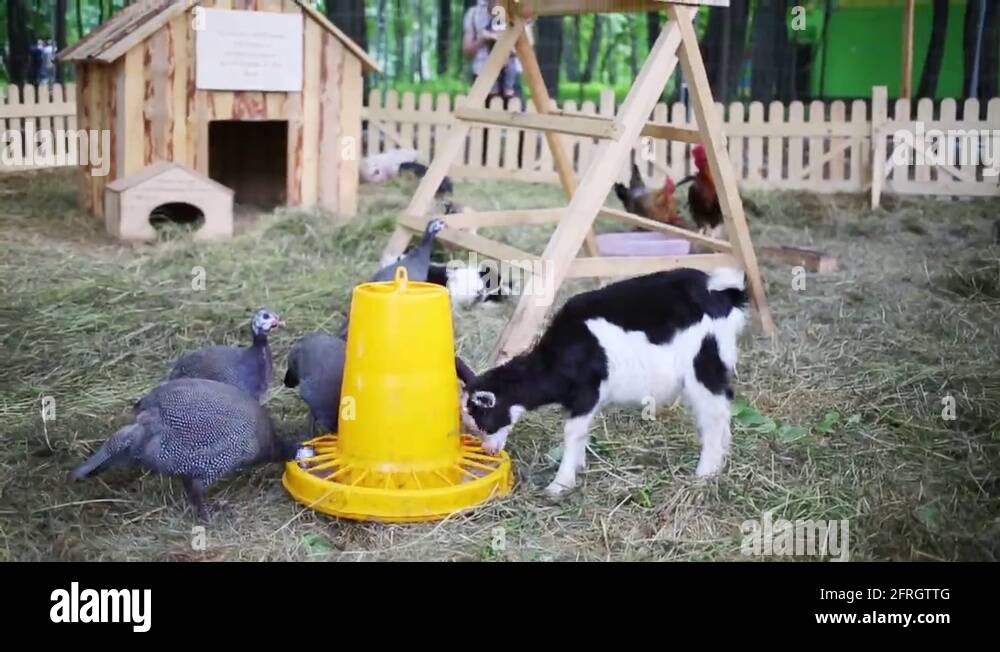 Goat drinking from trough Stock Videos & Footage - HD and 4K Video ...
