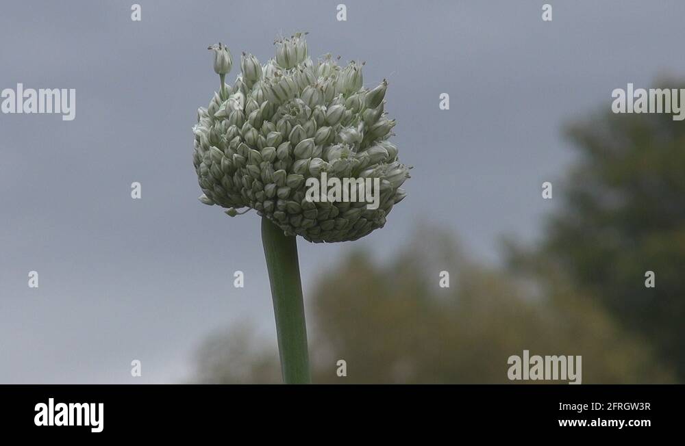 Vegetable sphere Stock Videos & Footage - HD and 4K Video Clips - Alamy