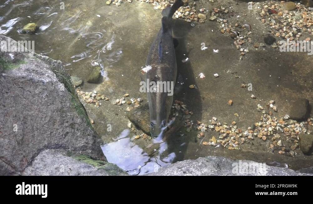 Catadromous fish Stock Videos & Footage - HD and 4K Video Clips - Alamy