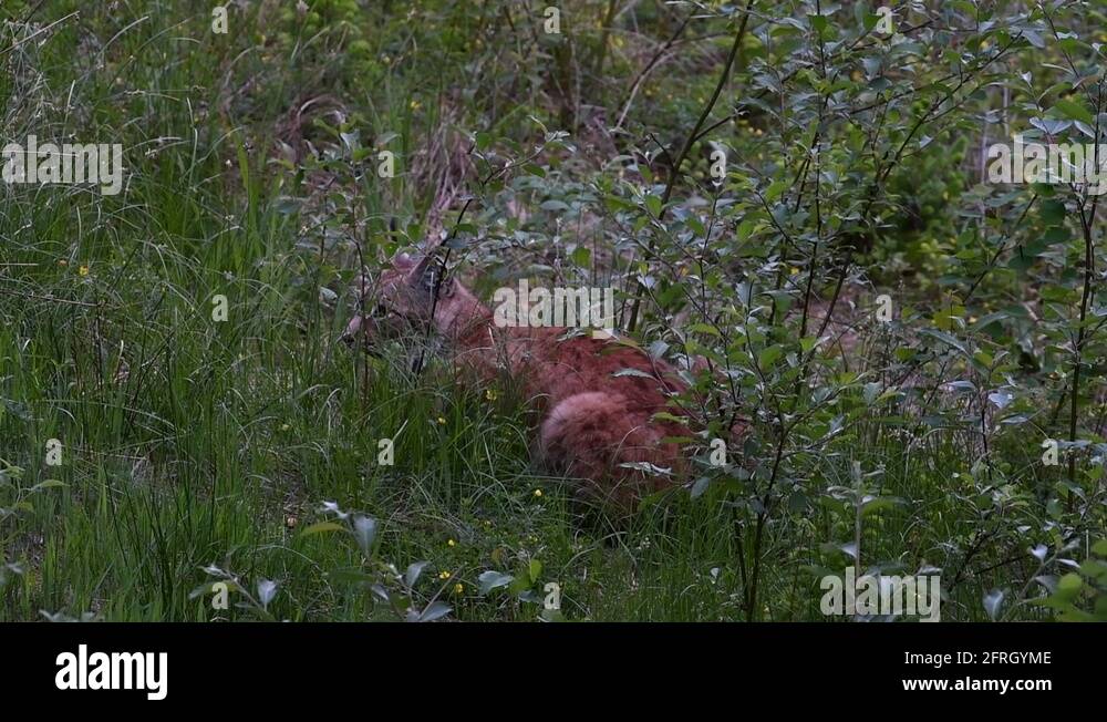 Lynx lynx eating Stock Videos & Footage - HD and 4K Video Clips - Alamy