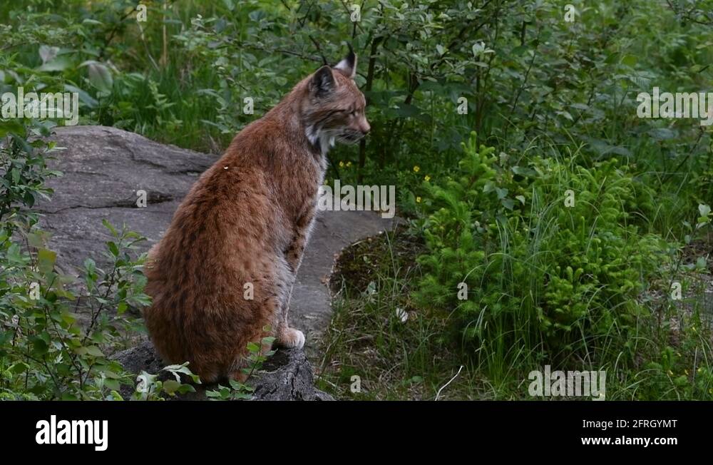 Taiga mammals Stock Videos & Footage - HD and 4K Video Clips - Alamy