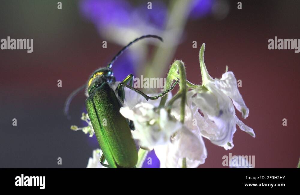 Insect beetle, Spanish fly, Lytta vesicatoria sitting on leaf, macro ...
