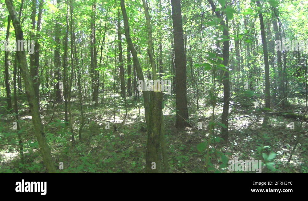 Gunpowder tree Stock Videos & Footage - HD and 4K Video Clips - Alamy