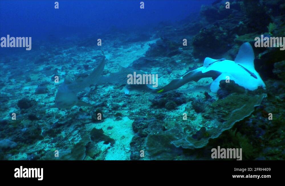 Leopard sharks Stock Videos & Footage - HD and 4K Video Clips - Alamy