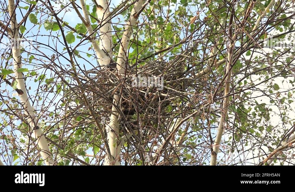 Carrion crow chick Stock Videos & Footage - HD and 4K Video Clips - Alamy