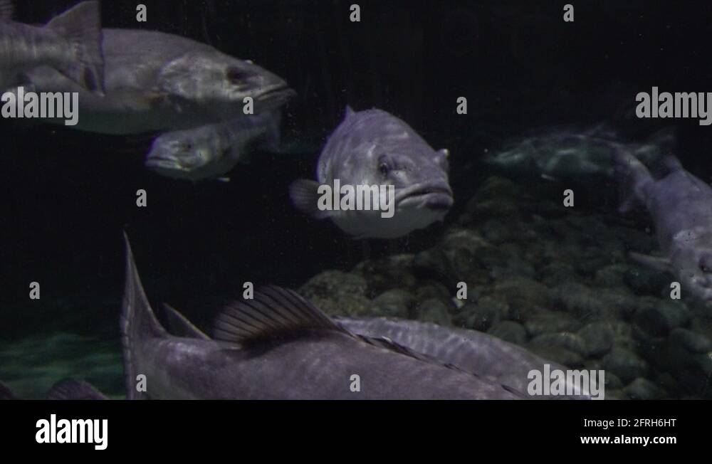 Groper with fish Stock Videos & Footage - HD and 4K Video Clips - Alamy