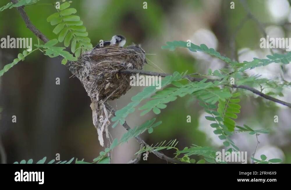 Reproduction of the birds Stock Videos & Footage - HD and 4K Video ...