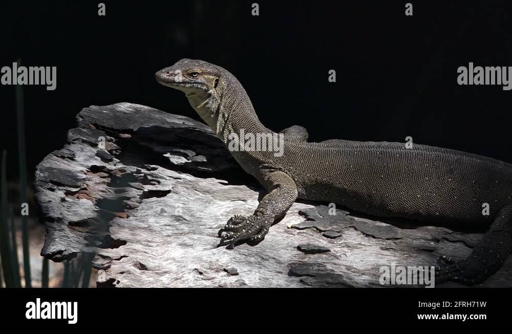 Australian giant monitor Stock Videos & Footage - HD and 4K Video Clips ...