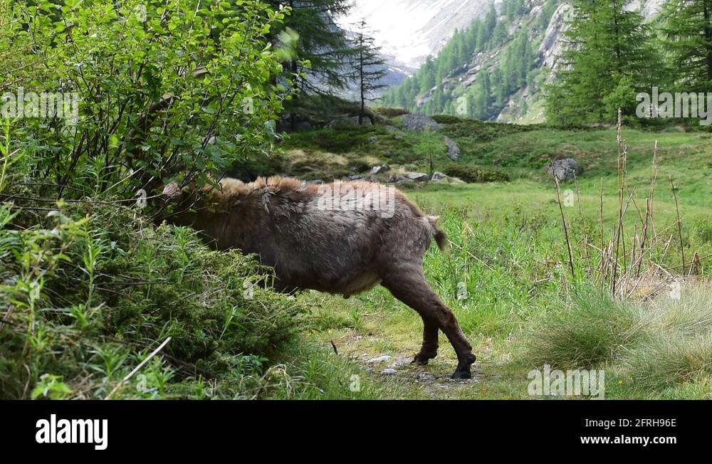 Alps shrub Stock Videos & Footage - HD and 4K Video Clips - Alamy