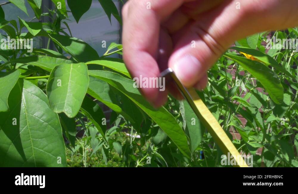 Measuring plant growth Stock Videos & Footage - HD and 4K Video Clips ...