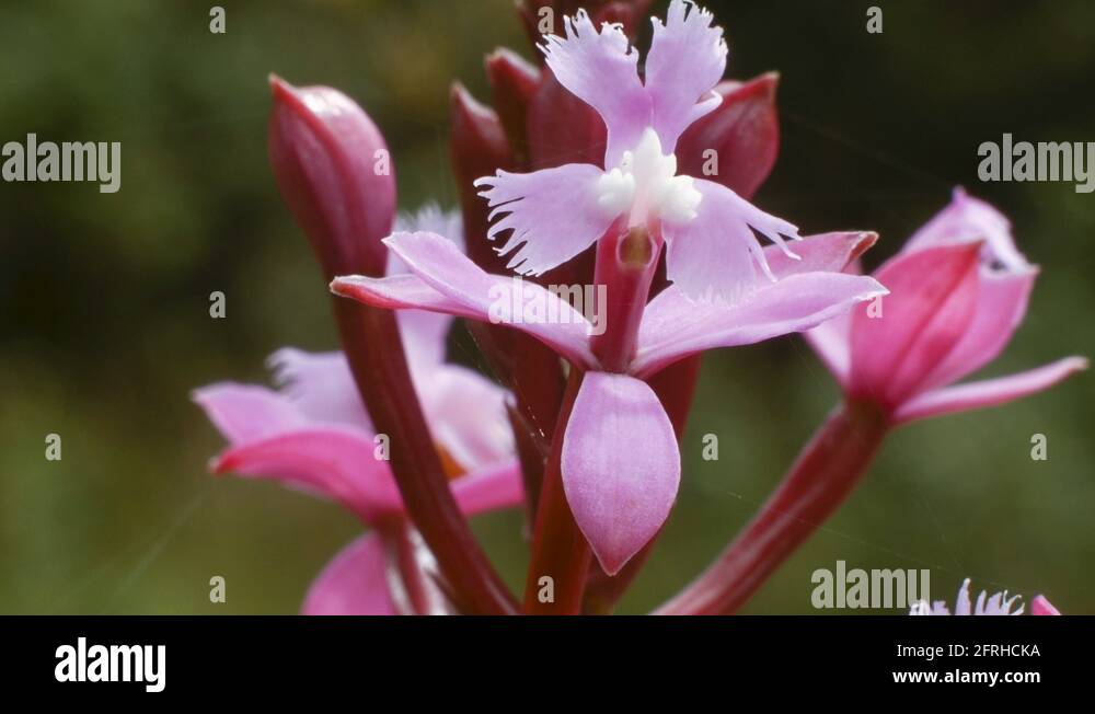Terrestrial orchid species Stock Videos & Footage - HD and 4K Video ...