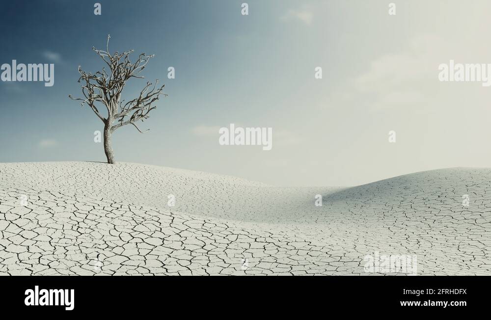 Desert grass tree Stock Videos & Footage - HD and 4K Video Clips - Alamy