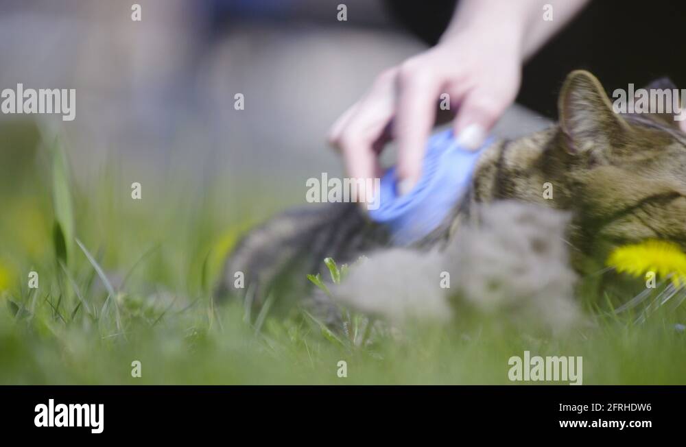Lump of grass Stock Videos & Footage - HD and 4K Video Clips - Alamy