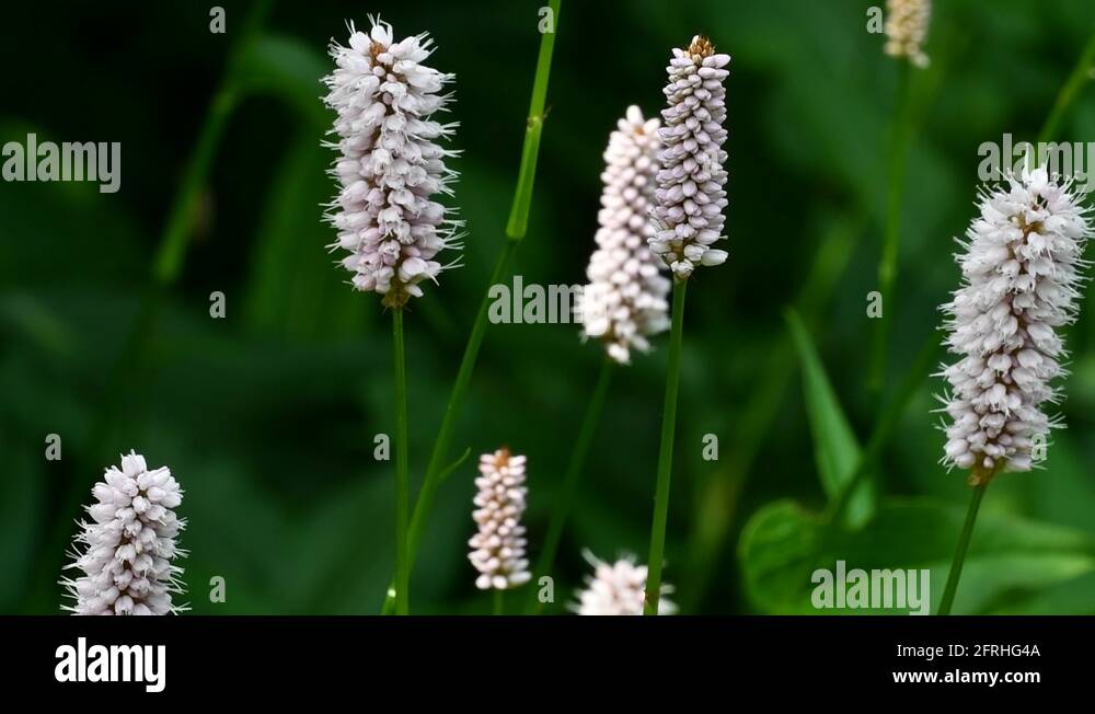 Bistort polygonum bistorta flower Stock Videos & Footage - HD and 4K ...
