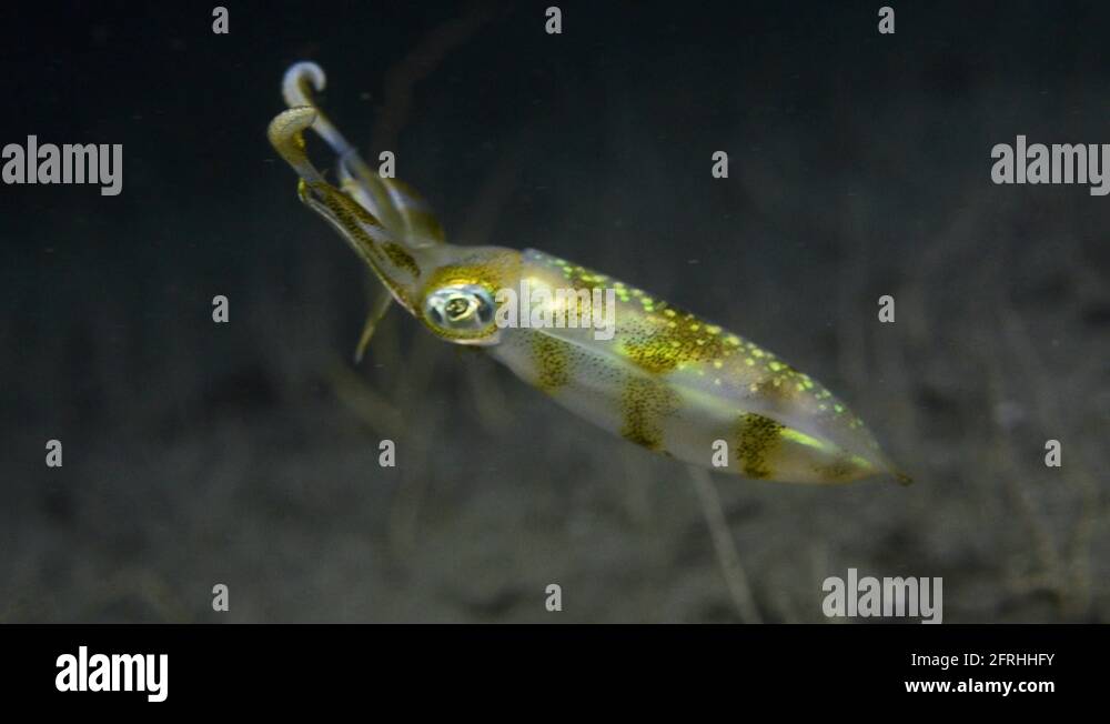 Squid ocean night Stock Videos & Footage - HD and 4K Video Clips - Alamy