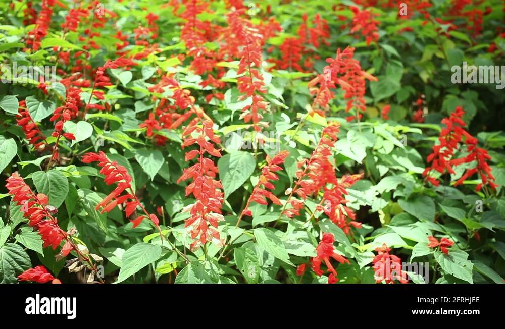 Red salvia flower Stock Videos & Footage - HD and 4K Video Clips - Alamy