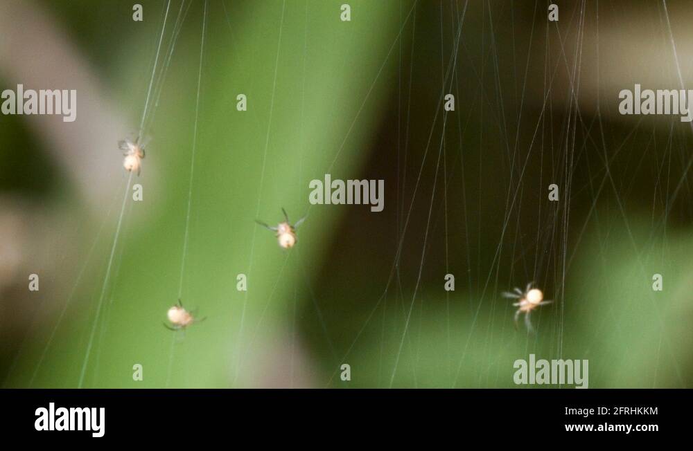 Communal species Stock Videos & Footage - HD and 4K Video Clips - Alamy