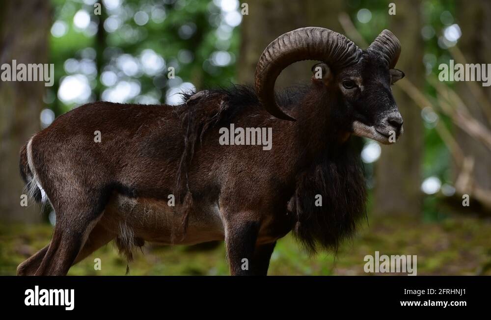 Mouflon ovis musimon ram Stock Videos & Footage - HD and 4K Video Clips ...