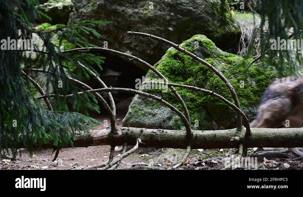 Wolf behind tree Stock Videos & Footage - HD and 4K Video Clips - Alamy