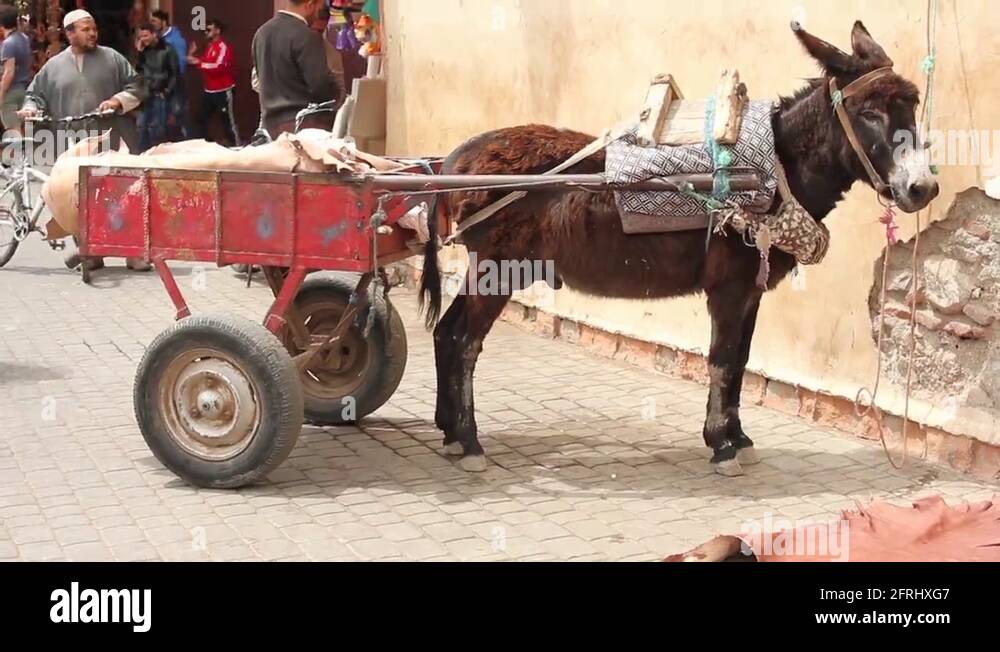Donkey carriage Stock Videos & Footage - HD and 4K Video Clips - Alamy