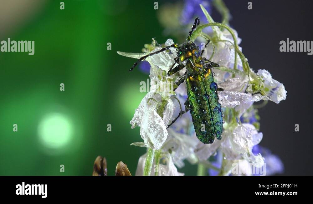 Insect beetle, Spanish fly, Lytta vesicatoria sitting on leaf, macro ...