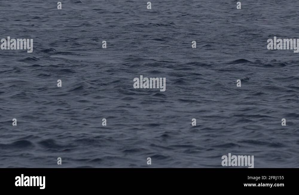 Fluke splash Stock Videos & Footage - HD and 4K Video Clips - Alamy