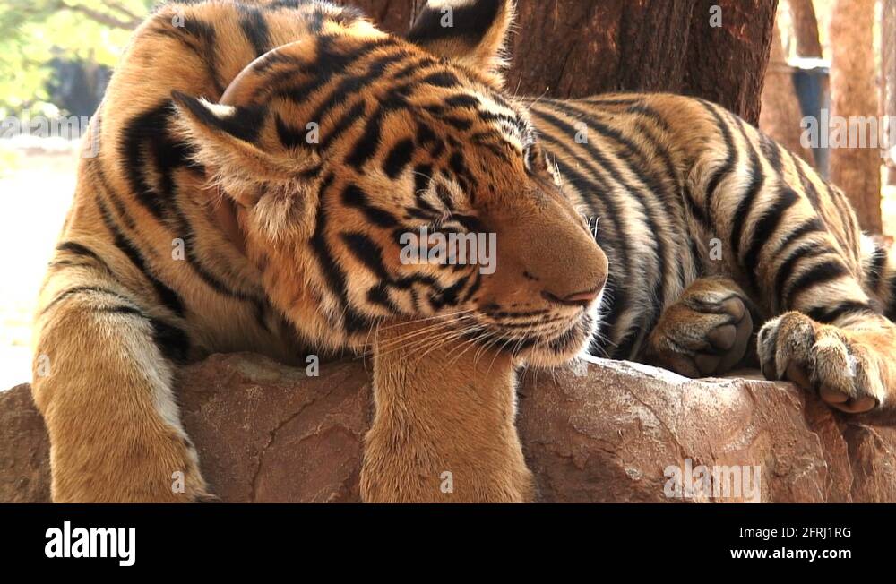 Animal resting Stock Videos & Footage - HD and 4K Video Clips - Alamy