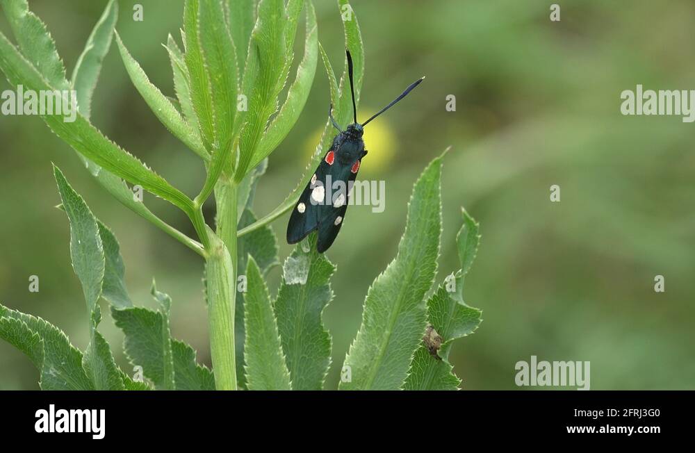 Three red dots Stock Videos & Footage - HD and 4K Video Clips - Alamy