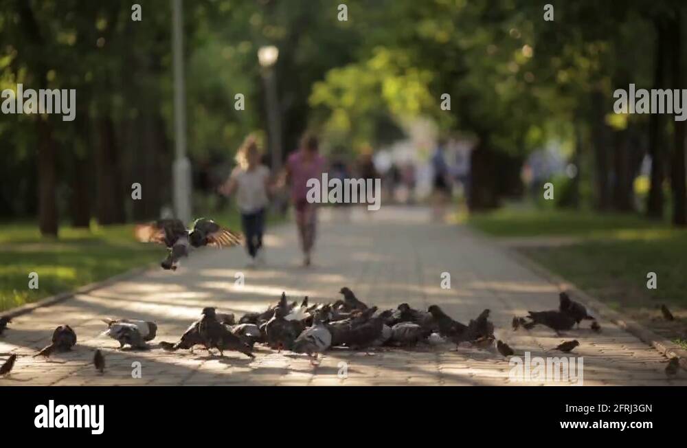 two little girls, sisters to chase pigeons in the Park. children in ...