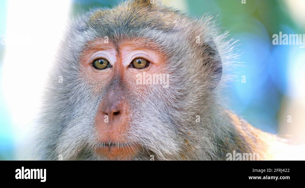 Monkey speaking Stock Videos & Footage - HD and 4K Video Clips - Alamy