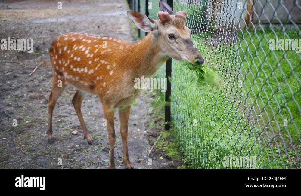 Grid grass Stock Videos & Footage - HD and 4K Video Clips - Alamy