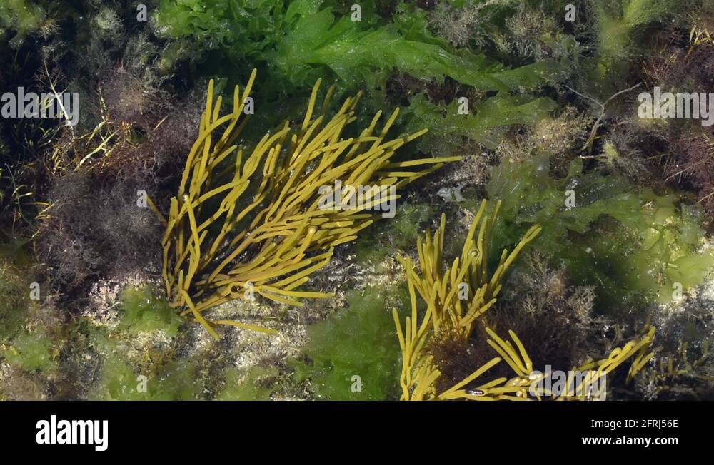 Channel wrack Stock Videos & Footage - HD and 4K Video Clips - Alamy